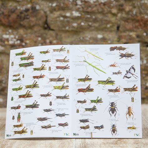 Grasshopper Identification