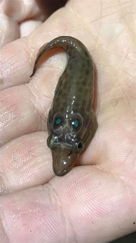 Clingfish Archives North Devon And Exmoor Angling News The Latest Up