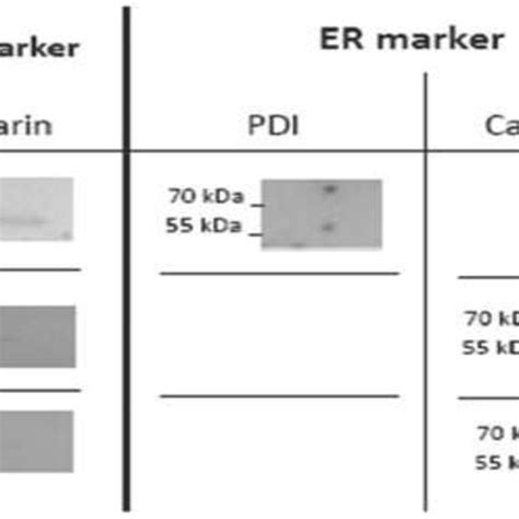 Protocol For Isolation Of Mitochondria The Cells Were Homogenized In Download Scientific