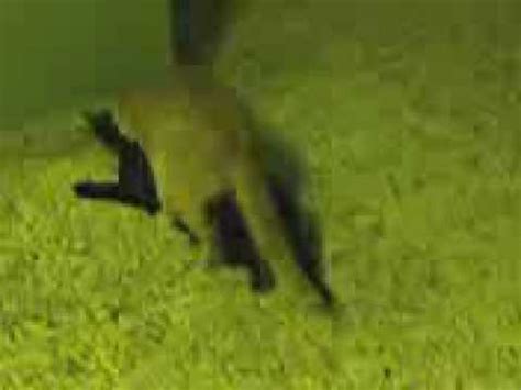 Mi Nina Y Nino Xxx Gp Youtube