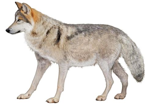 Картинка Волк Для Дошкольников – Telegraph