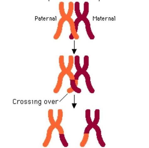 Examining Genetic Variation Uncovering Hidden Diversity