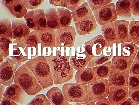 Exploring Cells PPT Worksheet Teaching Resources