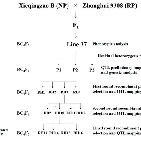 Schematic Diagram Of Populations Development In Experiments