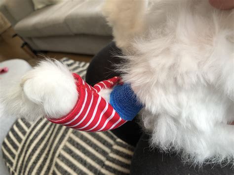 Sore Hocks Ulcerative Pododermatitis — Westleys World