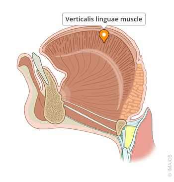 Verticalis Linguae Muscle E Anatomy Imaios