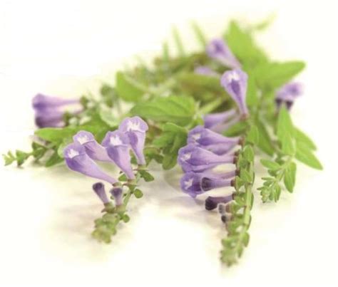 Scutellaria Baicalensis Root Extract