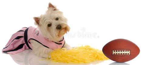 Sports Hound Stock Image Image Of Pink Leather Champion 10572353