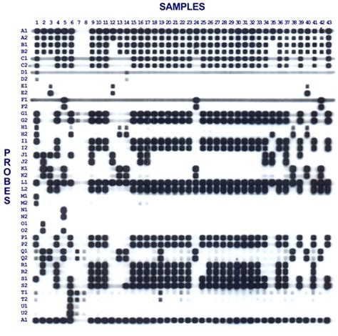 Multiplex Pcr And Reverse Line Blot Hybridization Assay Mpcr Rlb Scientific Article Protocol