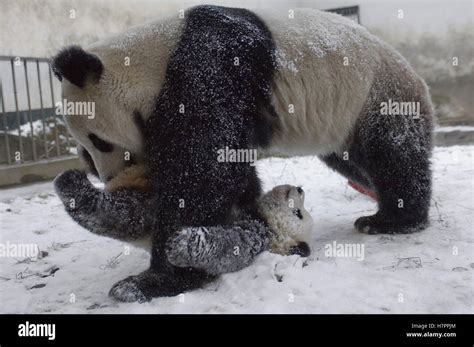 Giant Panda Ailuropoda Melanoleuca American Born Hua Mei Playing With