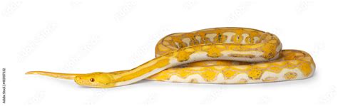 Female Juvenile Reticulated Python Aka Malayopython Reticulatus Snake