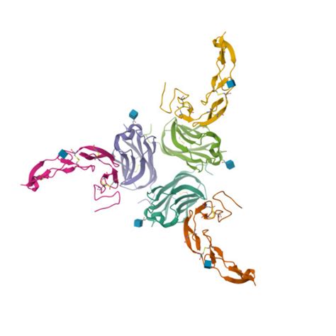 Rcsb Pdb 7law Crystal Structure Of Gitr Complex With Gitr L