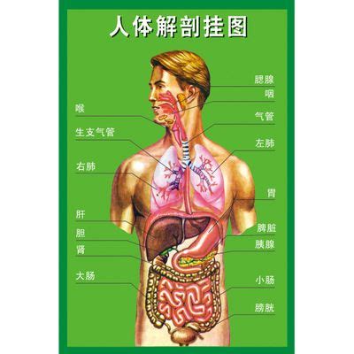 人体构造图标内脏器官位置 3 配图网