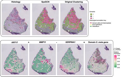 Integration Of Spatial Transcriptomics And Histology Images By Joey
