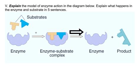 Enzyme Substrate Explained At Ronald Lockett Blog