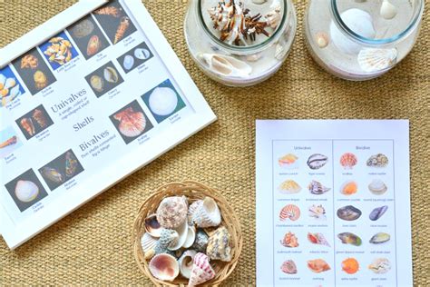 Montessori Sea Shell Activities You Will Love How We Montessori