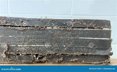 In Ground Termite Traps At Megan Lewis Blog