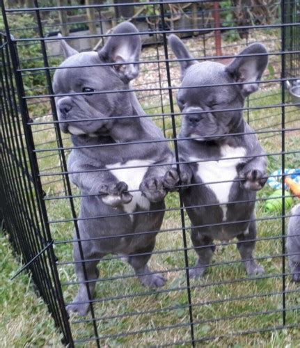 Син френски булдог АгроБорса Agri Bg