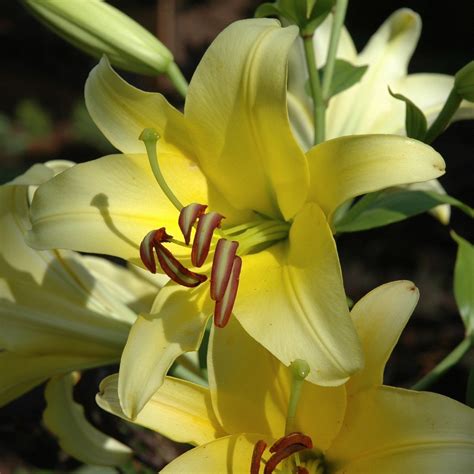 Lily Sale Melbourne At Laura Strong Blog