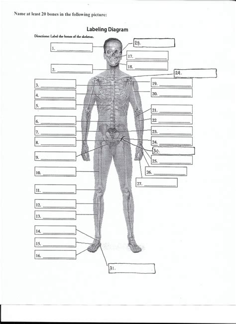 Bone Labeling Diagram 1 Diagram Quizlet