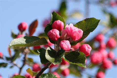 Flowering Crabtree Photograph by Mark J Seefeldt - Pixels