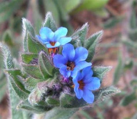 צמח בעל פרחים כחולים בישראל המדריך המלא טיולי