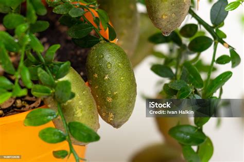 부시는 화분에 심은 감귤류 식물 호주 손가락 석회의 잘 익은 부르고뉴 그린 길쭉한 과일을 클로즈업합니다 실내 감귤 나무 성장