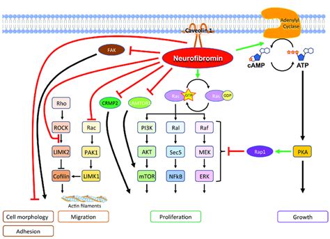 Main Molecular Signals Of Neurofibromin With A Tumor Suppression Function Download Scientific