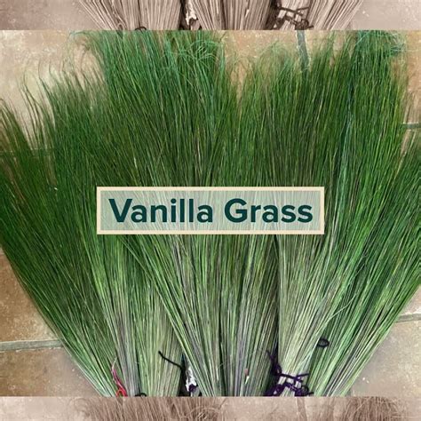 Sweetgrass Bundles Freshly Picked In Maine Youtube