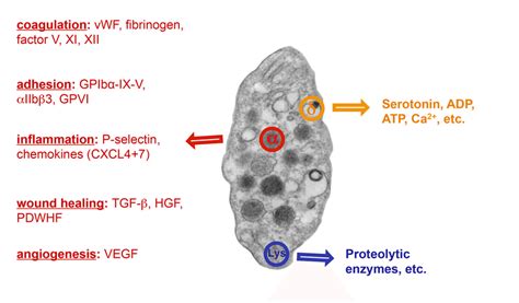 6 Platelet Granule Content Platelets Contain Three Major Types Of Download Scientific Diagram