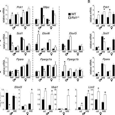 Sex Specific Effects Of Rsl1 On Hepatic Response To Dietary Stress