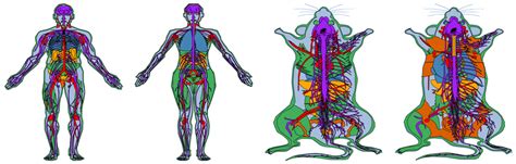 R 语言可视化 基于 Ggplot2 的解剖图和组织模块可视化 《技术私房菜》 极客文档