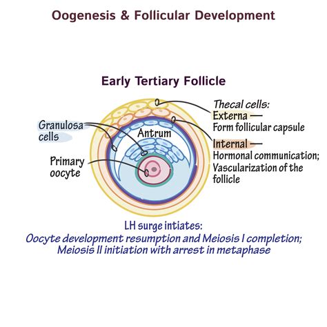 Physiology Glossary Oogenesis And Follicular Development Ditki Medical