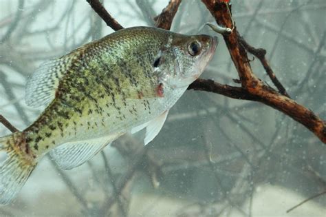 When Do Crappie Spawn And How To Catch Them Great Days Outdoors