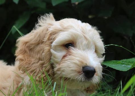 Cockapoo Eye Lashes