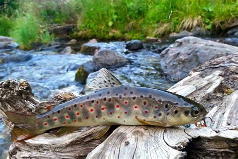 მაჭახელა და მაჭახლელები Khelvachauri