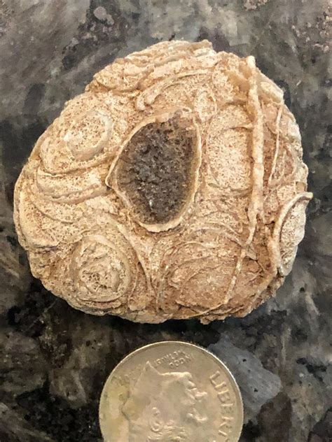 Help With Fossil Found Somerset Uk Looks Like Plant Life With An Odd Brown Center Its About 1