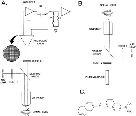 Schematic Diagram Of The Two Kinds Of Photodetector Systems That We Download Scientific Diagram