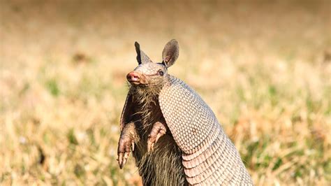 Pink Fairy Armadillo Wallpapers Wallpaper Cave