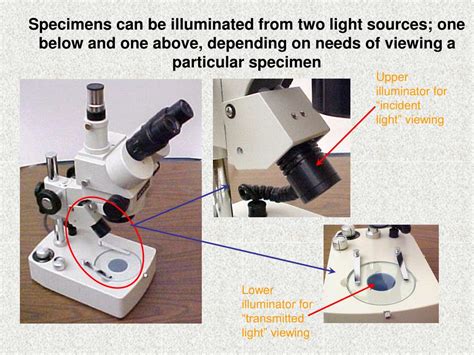 Ppt Setting Up A Trinocular Dissecting Microscope For Best Viewing Powerpoint Presentation