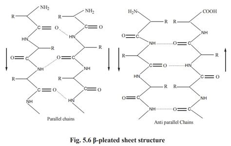 Secondary Protein Structure Beta Pleated Sheet