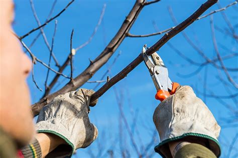 The Dos And Don Ts Of Tree Pruning