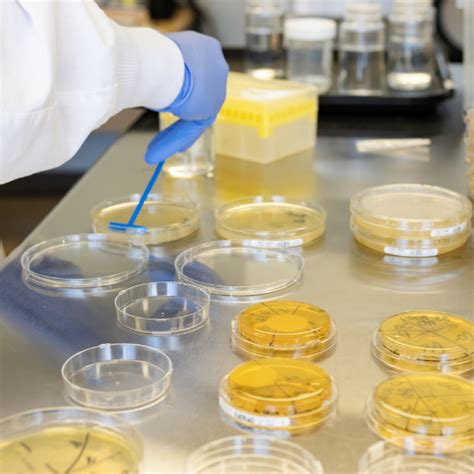 Microbial Enumeration Testing Cormica Pharma And Med Device Testing