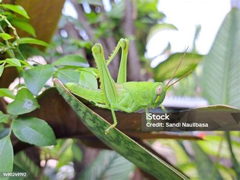 Belalang Hijau Memakan Daun Di Kebun Foto Stok Unduh Gambar Sekarang