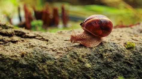 წვიმა საჩუქარია Youtube