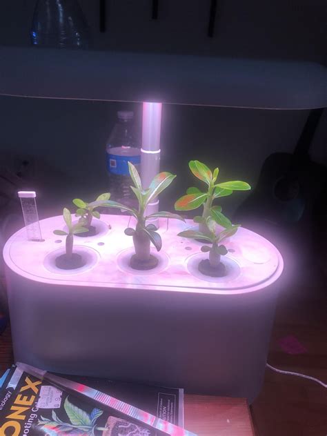 Anyone Else Use Hydro To Grow Caudex Rcaudex