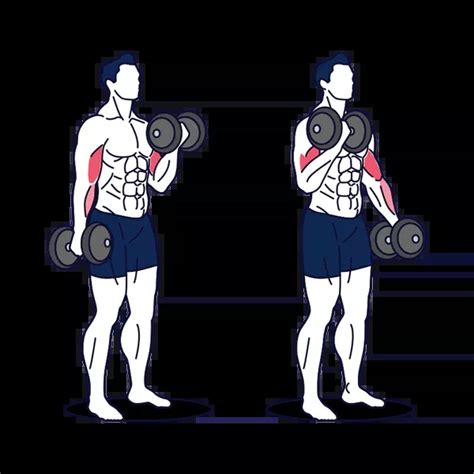 Dumbbell Alternate Bicep Curl