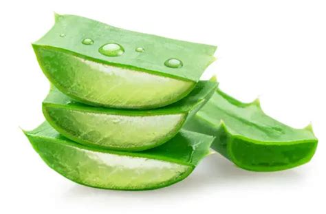 알로에 사진 Unsplash에서 무료 이미지 다운로드