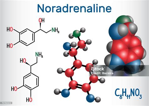더욱 분자 그것은 호르몬과 신경 전달 물질입니다 구조 화학 공식 및 분자 모델 3차원 형태에 대한 스톡 벡터 아트 및 기타 이미지 Istock