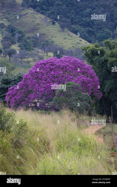 Flowering Pink Ipe Tree Tabebuia Ipe Serra Da Canastra Minas